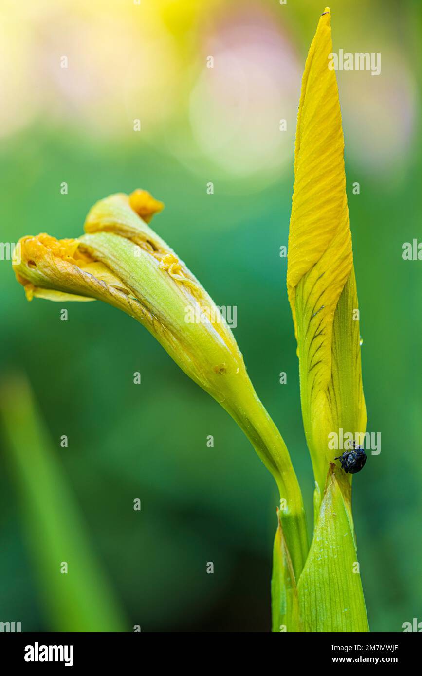 Marsh iris, water iris or yellow iris, iris pseudacorus, flower, bud ...