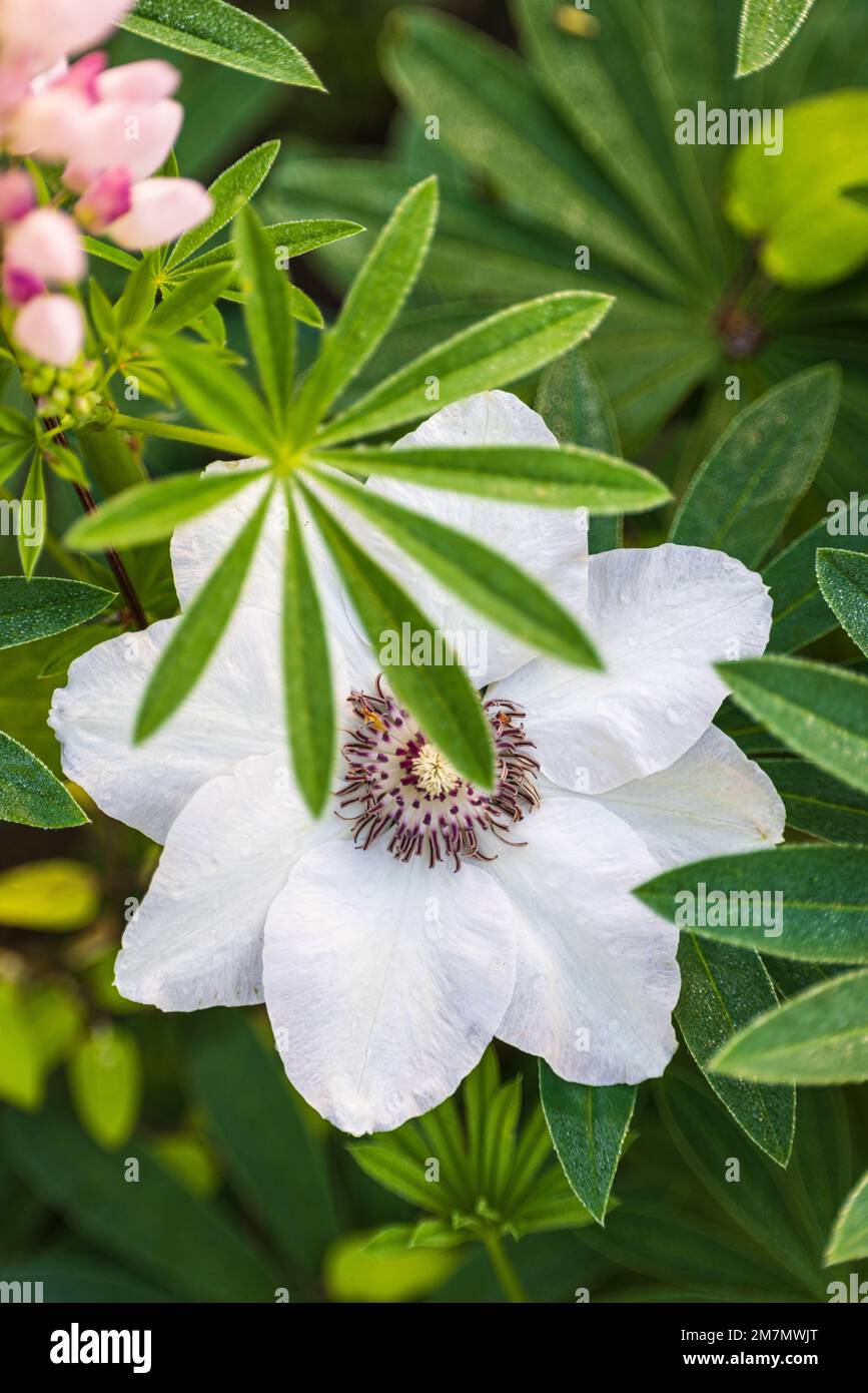 Clematis flower and leaves hi-res stock photography and images - Alamy