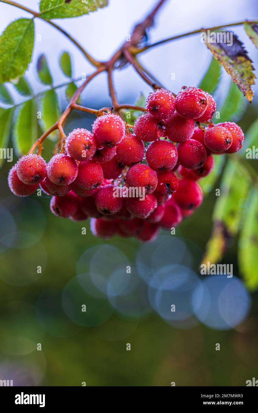 Rowan berries, rowan, Sorbus aucuparia, rose family, dew drop Stock ...