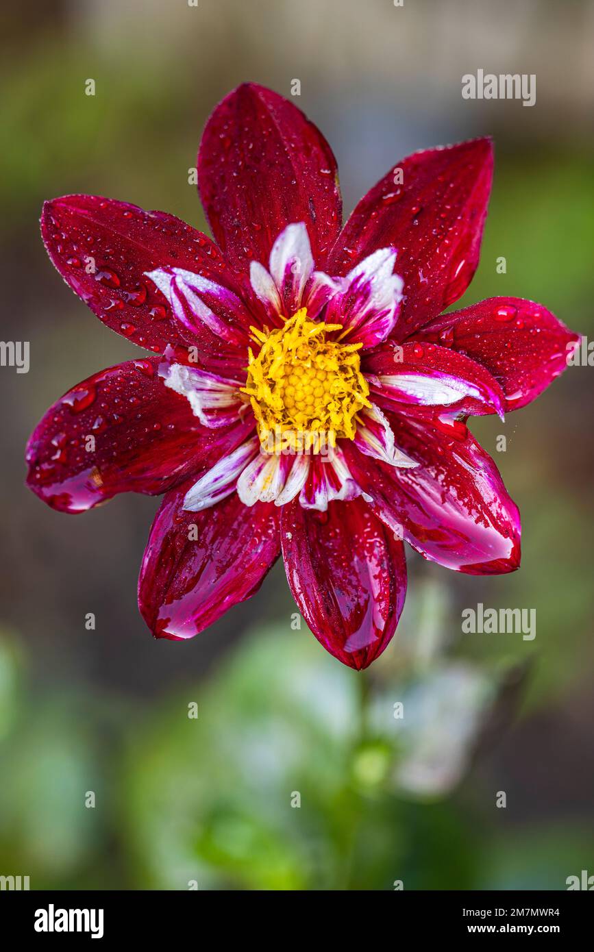 Neck ruffle dahlia, close up in nature Stock Photo - Alamy