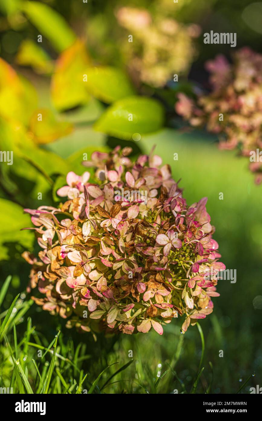 Hydrangeas in autumn, blurred flowers background Stock Photo - Alamy