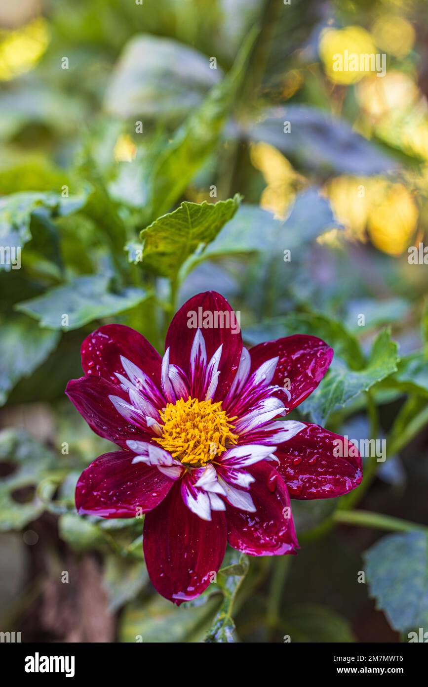 Ruffle detail hi-res stock photography and images - Alamy