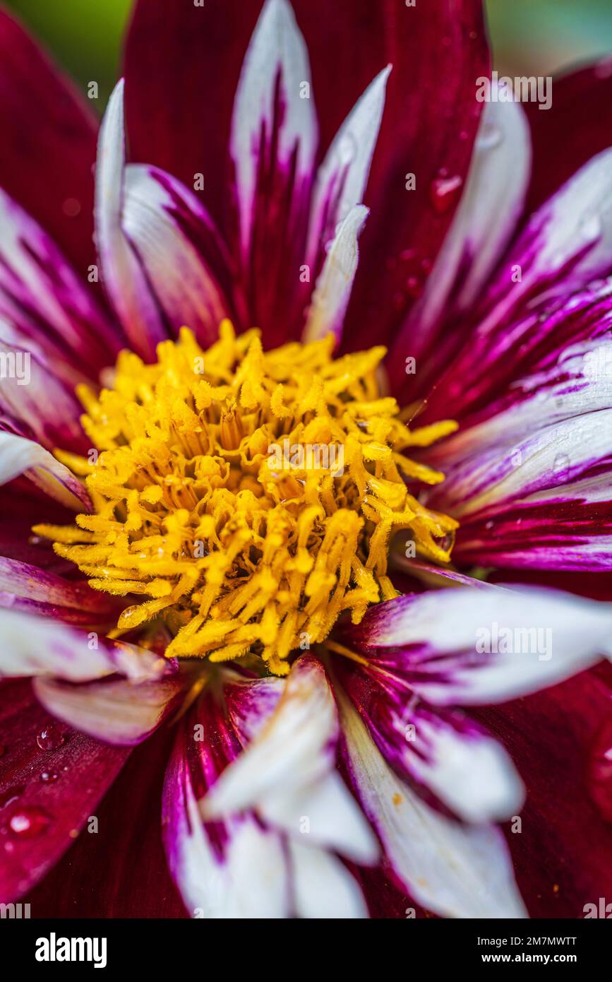 Neck ruffle dahlia, close up in nature Stock Photo - Alamy