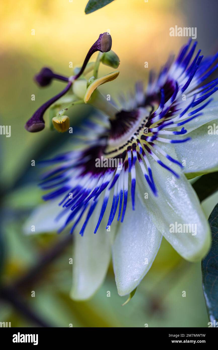 Blue passion flower (Passiflora caerulea), flower, close up Stock Photo ...