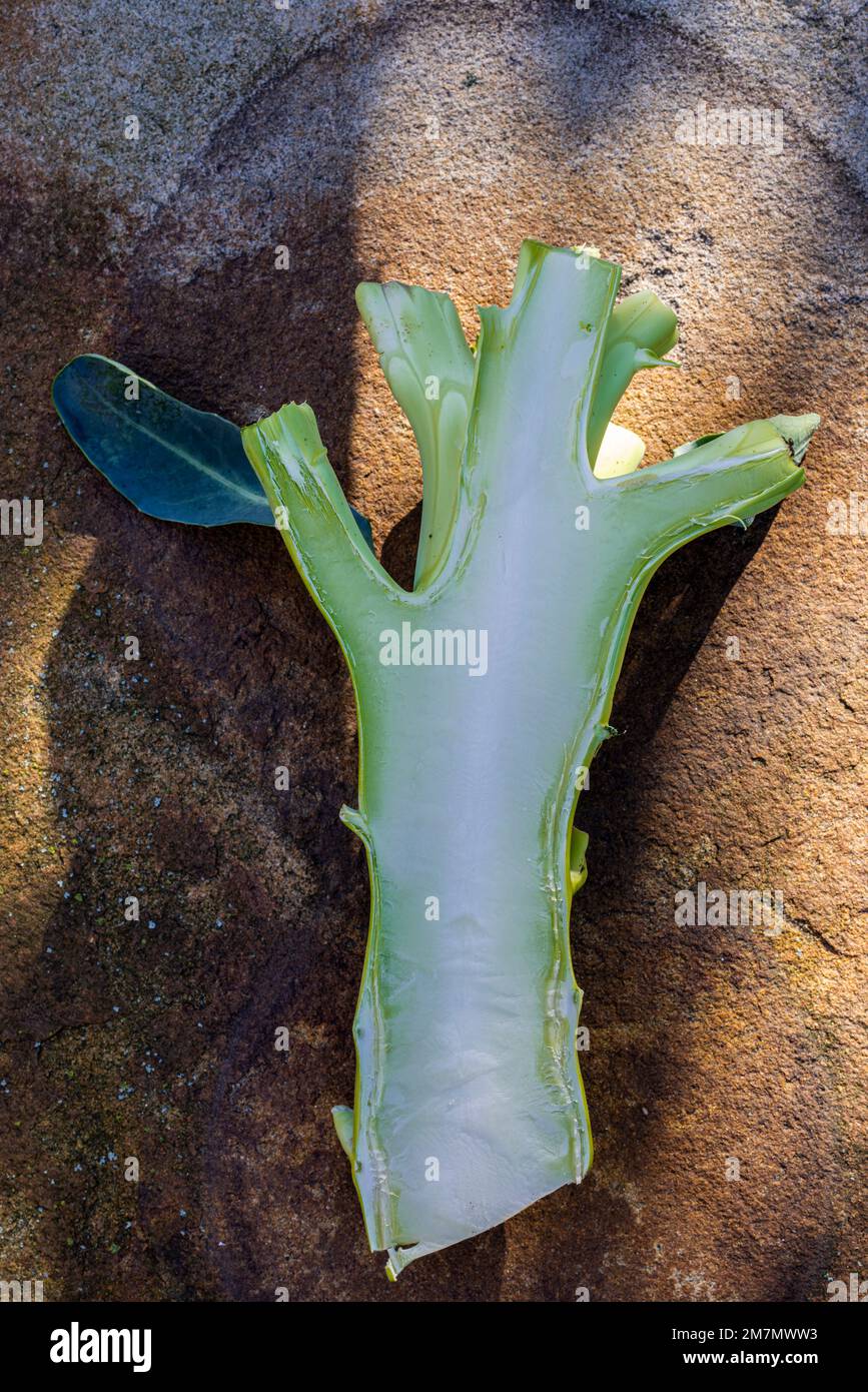 cut broccoli stalk, food still life Stock Photo - Alamy
