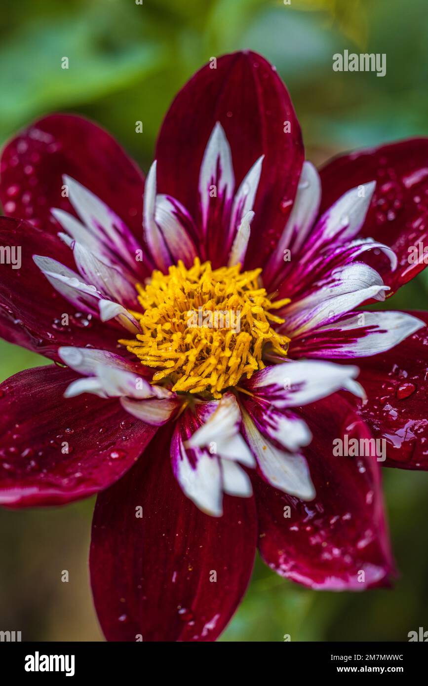 Ruffle detail hi-res stock photography and images - Alamy