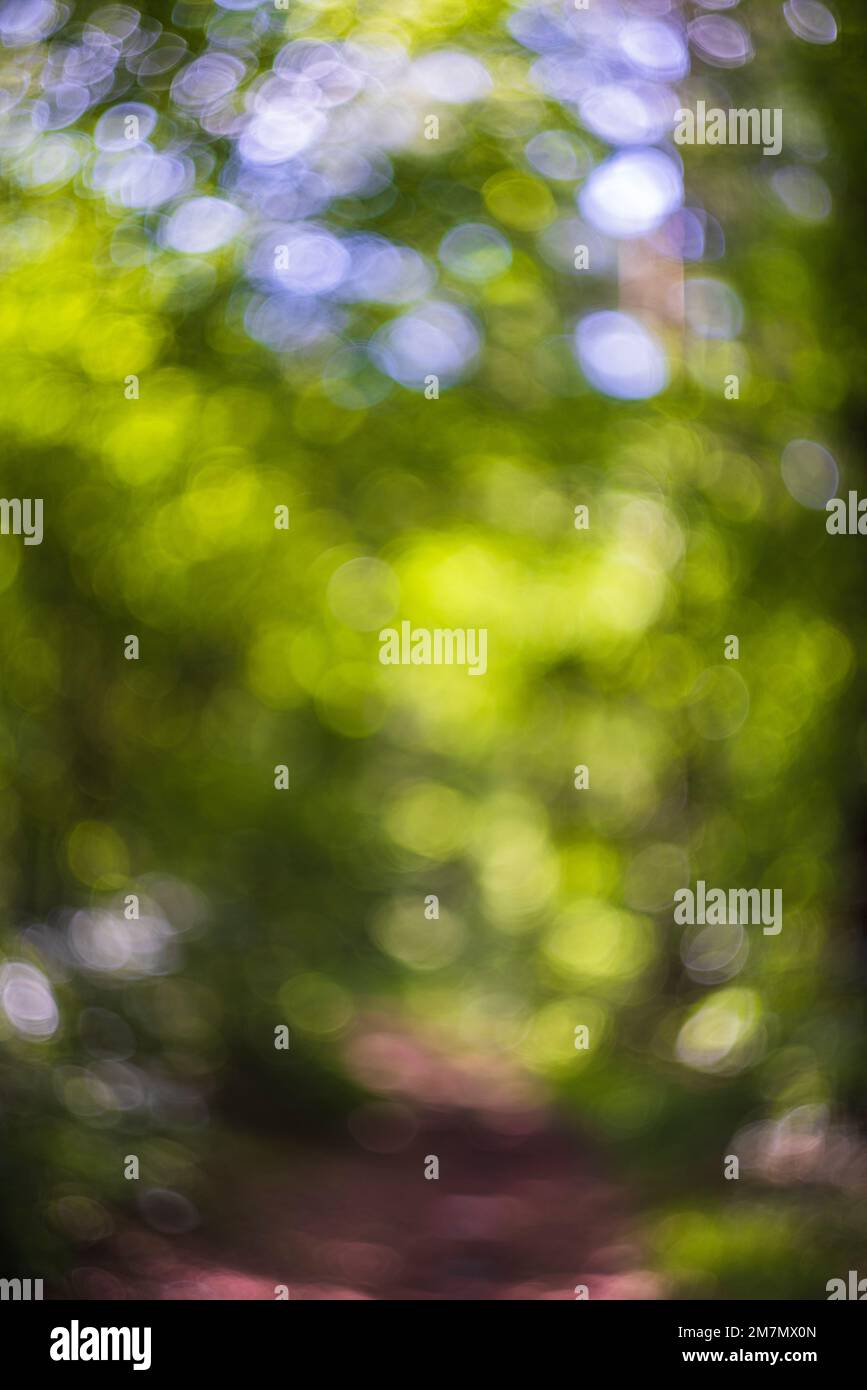 Defocused abstract nature background with leaves and bokeh lights from ...