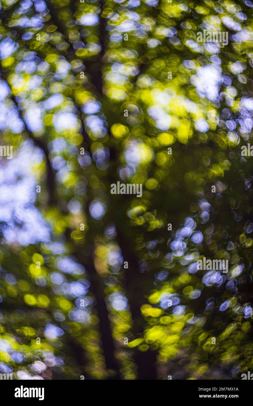 Defocused abstract nature background with leaves and bokeh lights from ...