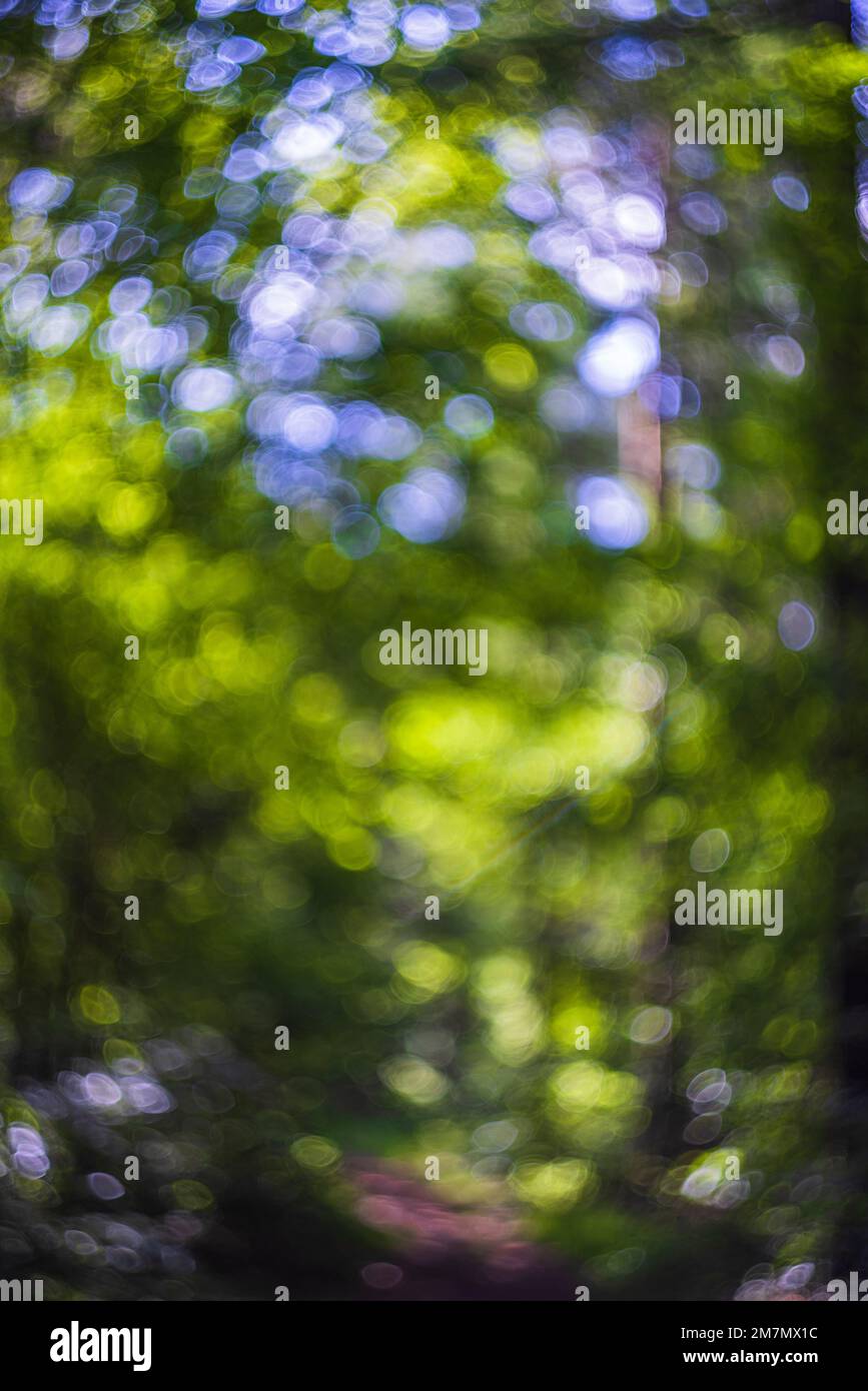Defocused abstract nature background with leaves and bokeh lights from ...