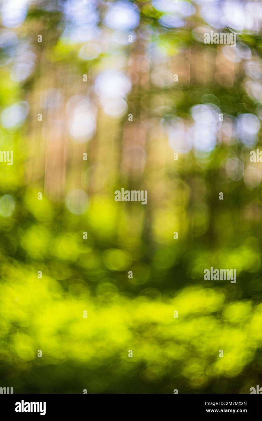Defocused abstract nature background with leaves and bokeh lights from ...