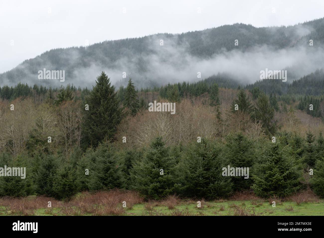 The trees on a foggy day in the Olympic National Park in Washington ...