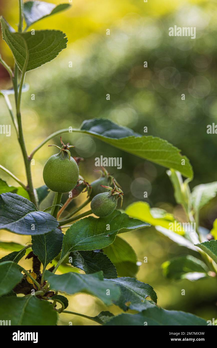 Apple tree fruits in spring, young ripening apple fruits in orchard ...
