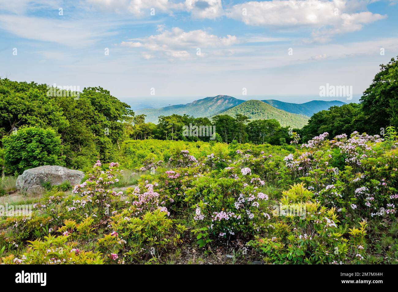 Mountain Laurel and Old Rag Mountain, Shenandoah National Park Virginia ...