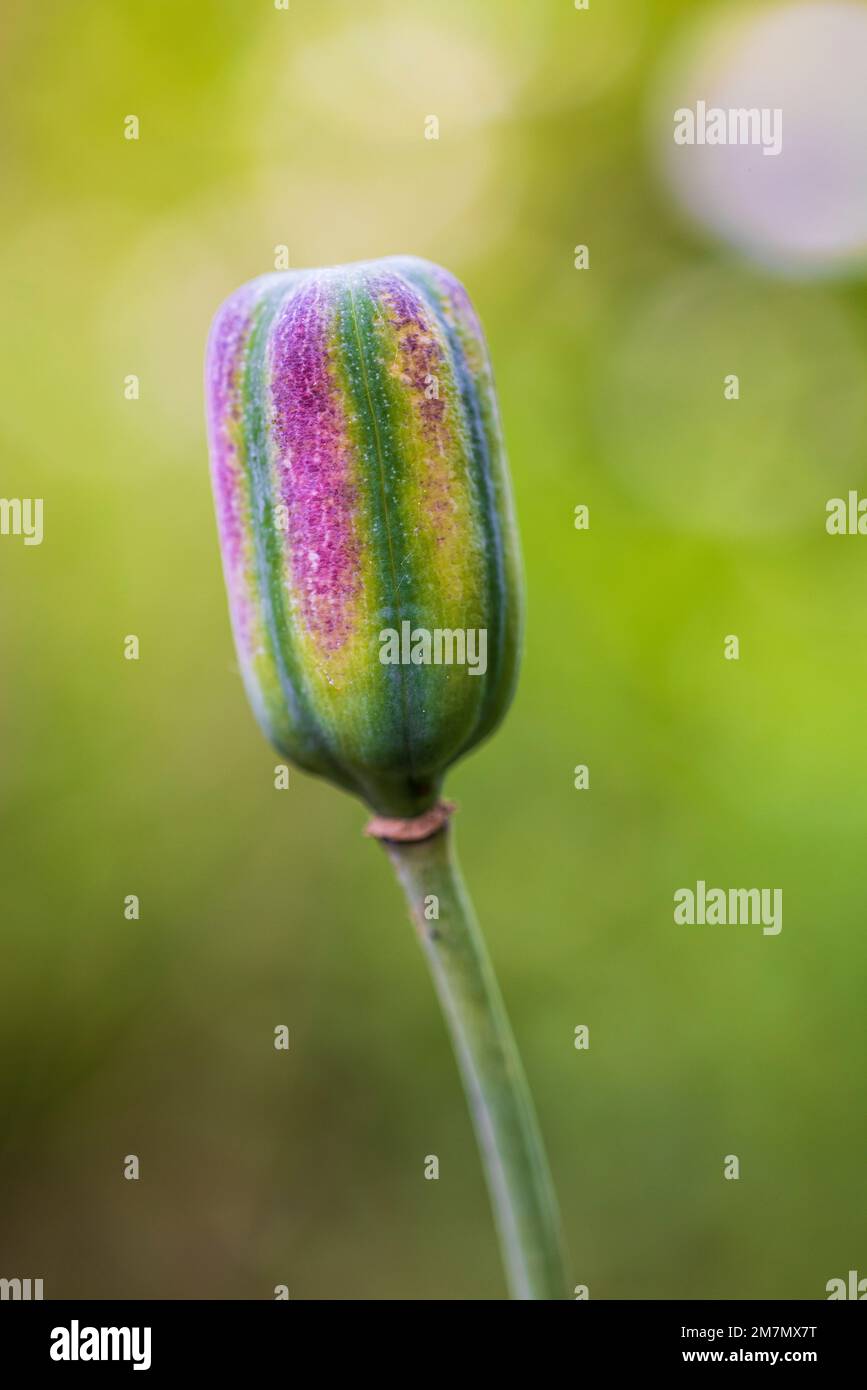 Chess flower, capsule fruit, seed pod, close up in nature Stock Photo ...
