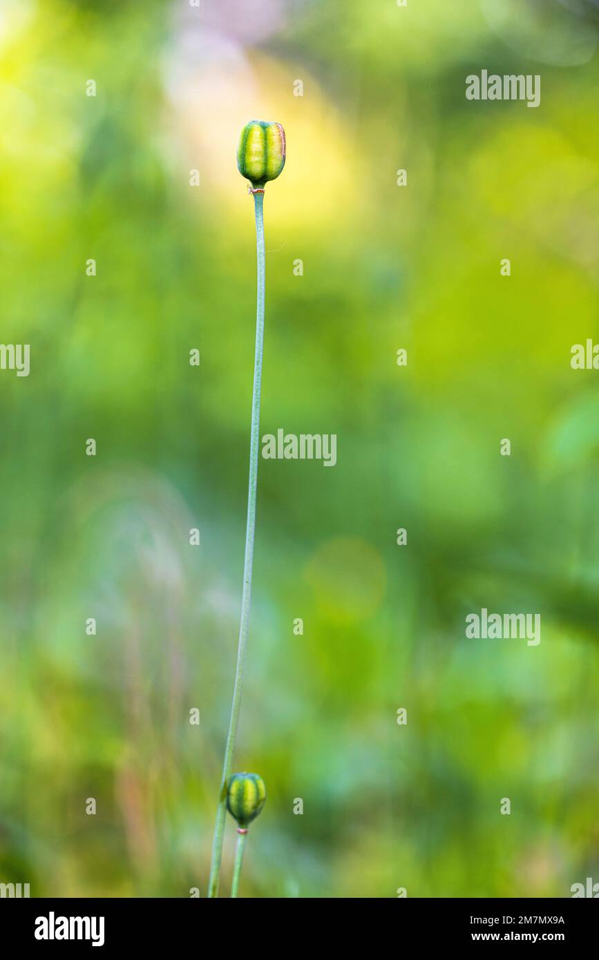 Chess flower, capsule fruit, seed pod, close up in nature Stock Photo ...