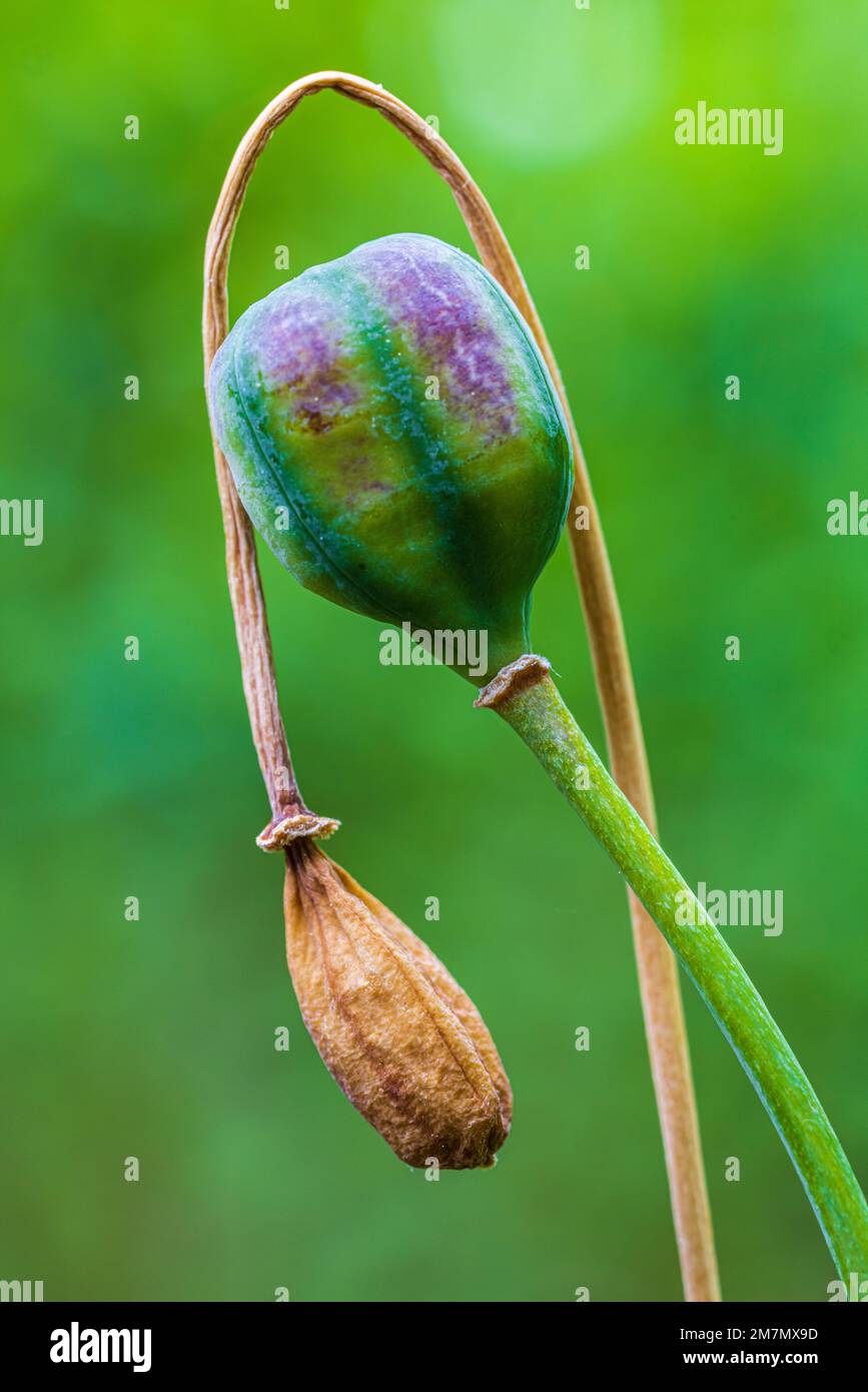 Chess flower, capsule fruit, seed pod, close up in nature Stock Photo ...