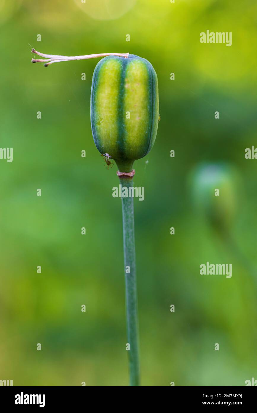 Chess flower, capsule fruit, seed pod, close up in nature Stock Photo ...