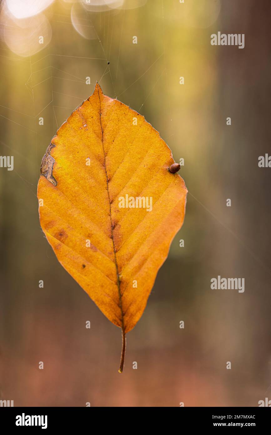 Dehydrated leaves hi-res stock photography and images - Alamy