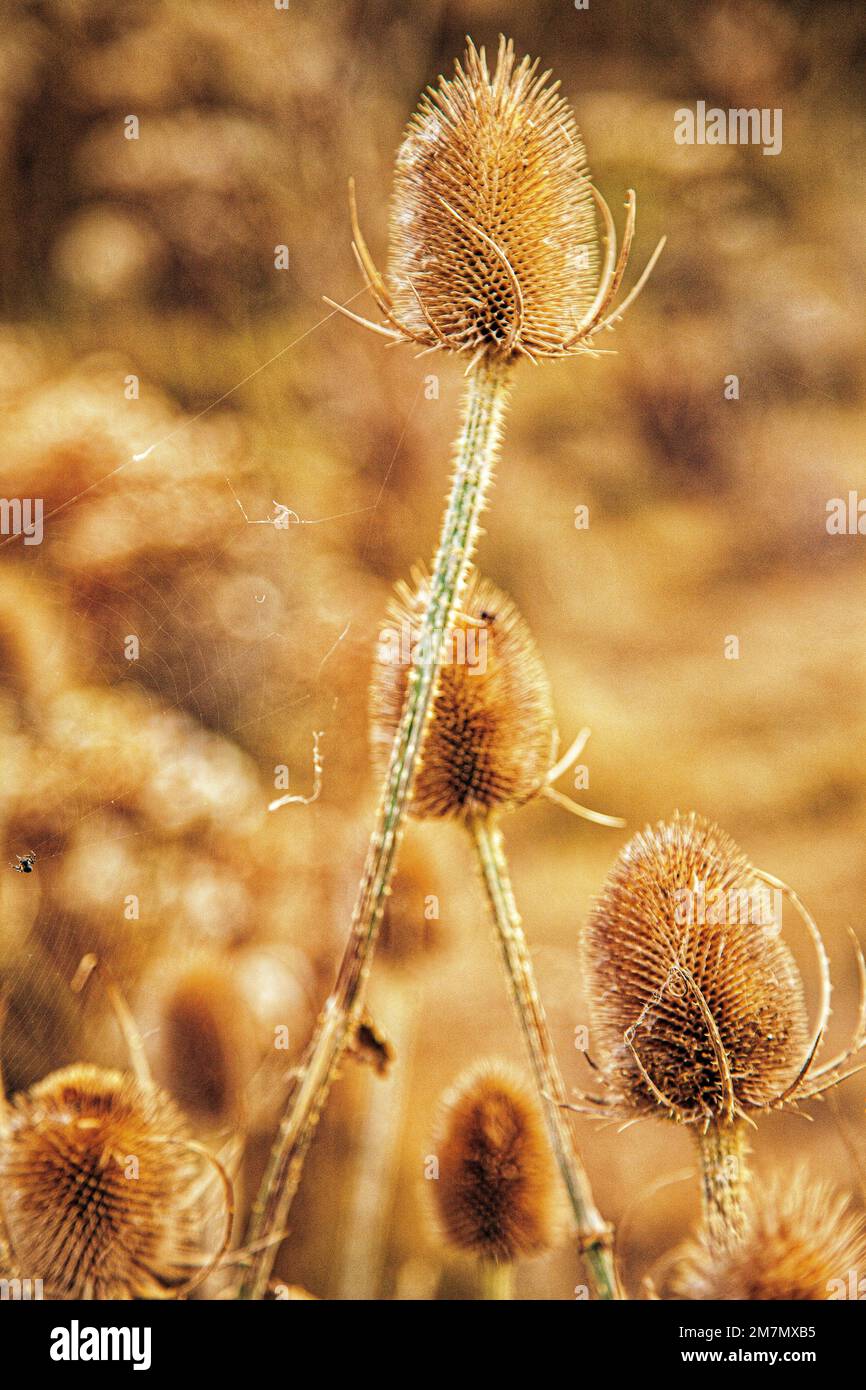 Wild teasel leaves hi-res stock photography and images - Alamy