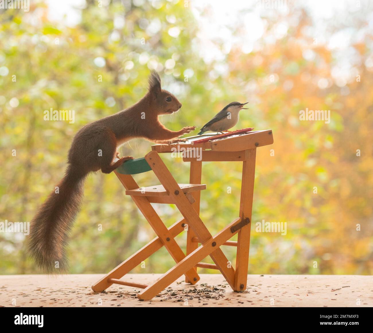 Squirrel on bird table hi-res stock photography and images - Alamy