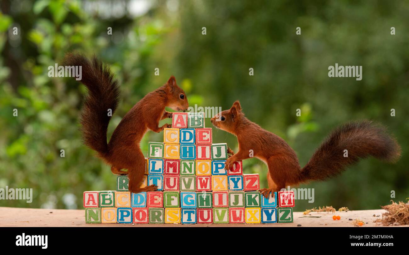 red squirrels stand on letter blocks Stock Photo - Alamy