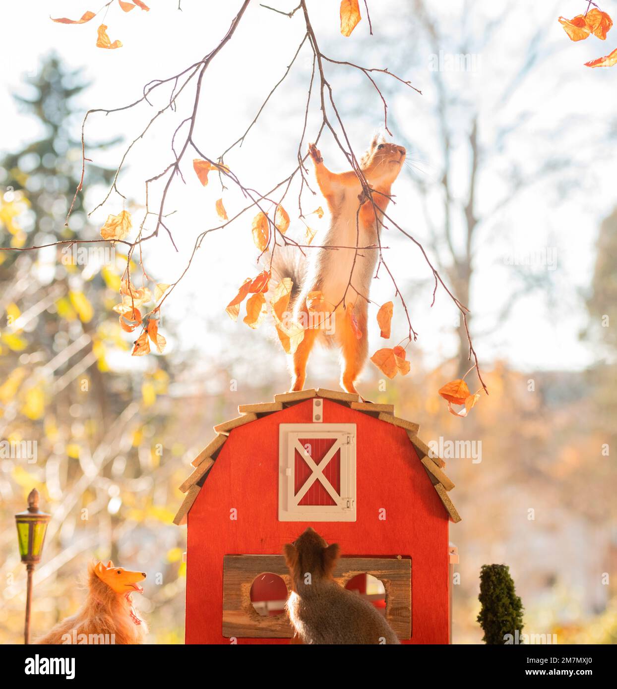 Dog squirrel tree hi-res stock photography and images - Alamy