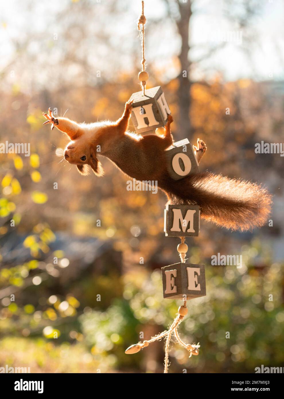red squirrel standing rope with letter blocks with word home Stock ...