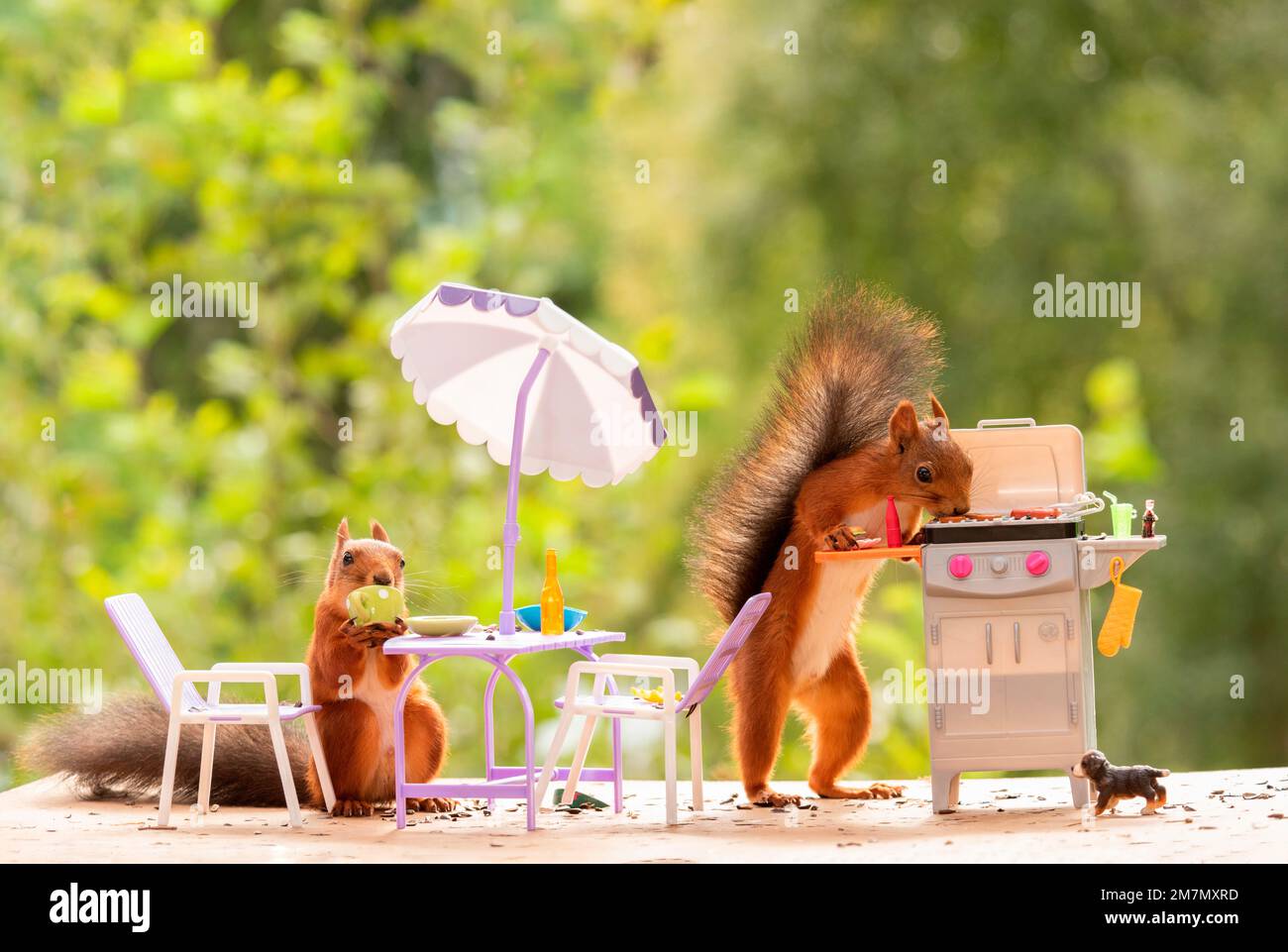 Squirrel dinner hi-res stock photography and images - Alamy
