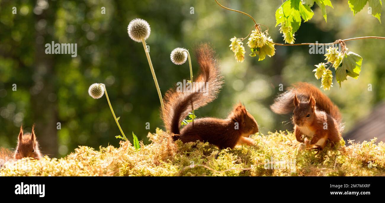 Animals that hop hi-res stock photography and images - Alamy