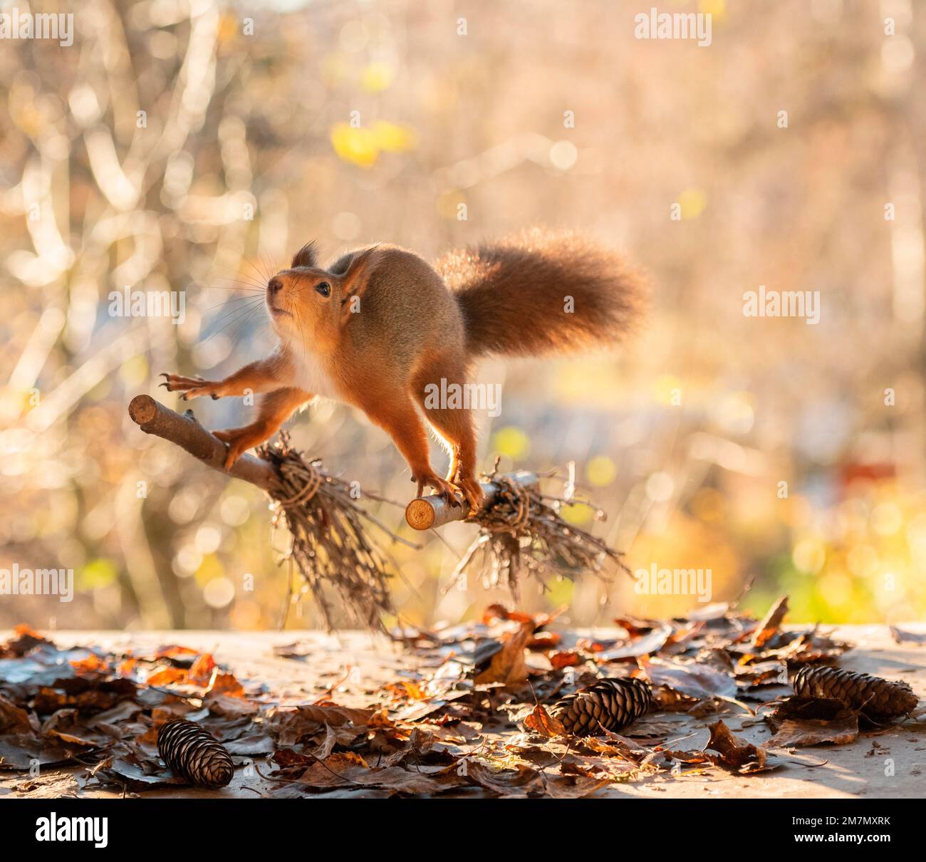 On a broom hi-res stock photography and images - Alamy