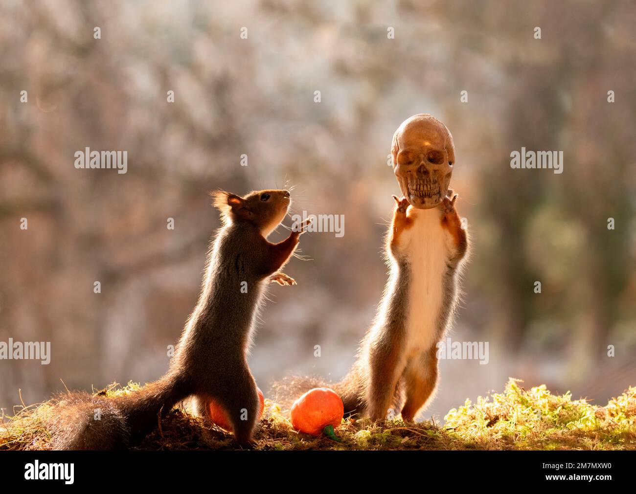 Skeleton head graveyard hi-res stock photography and images - Alamy