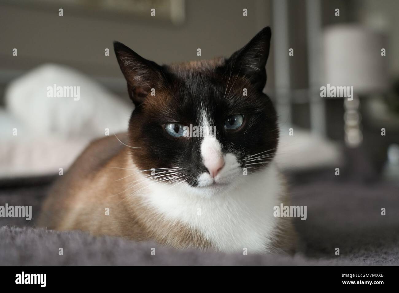 Portrait of cat. Pampered cat. No humans Stock Photo - Alamy