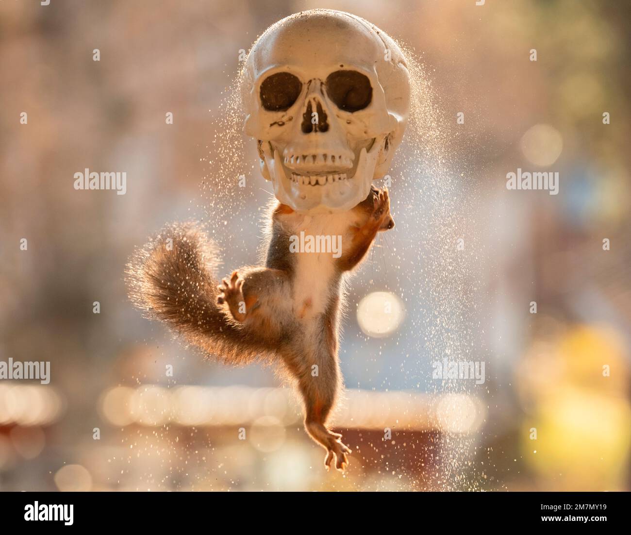 Red squirrel skeleton hi-res stock photography and images - Alamy