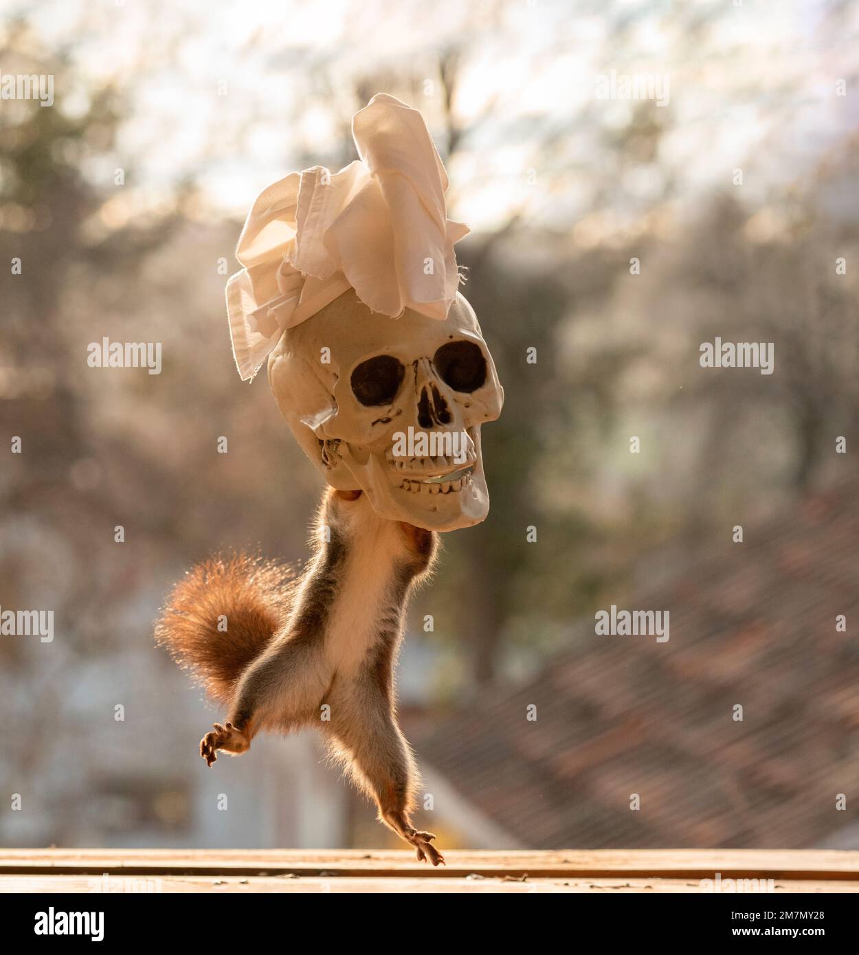 Red squirrel in a ghost skull hi-res stock photography and images - Alamy