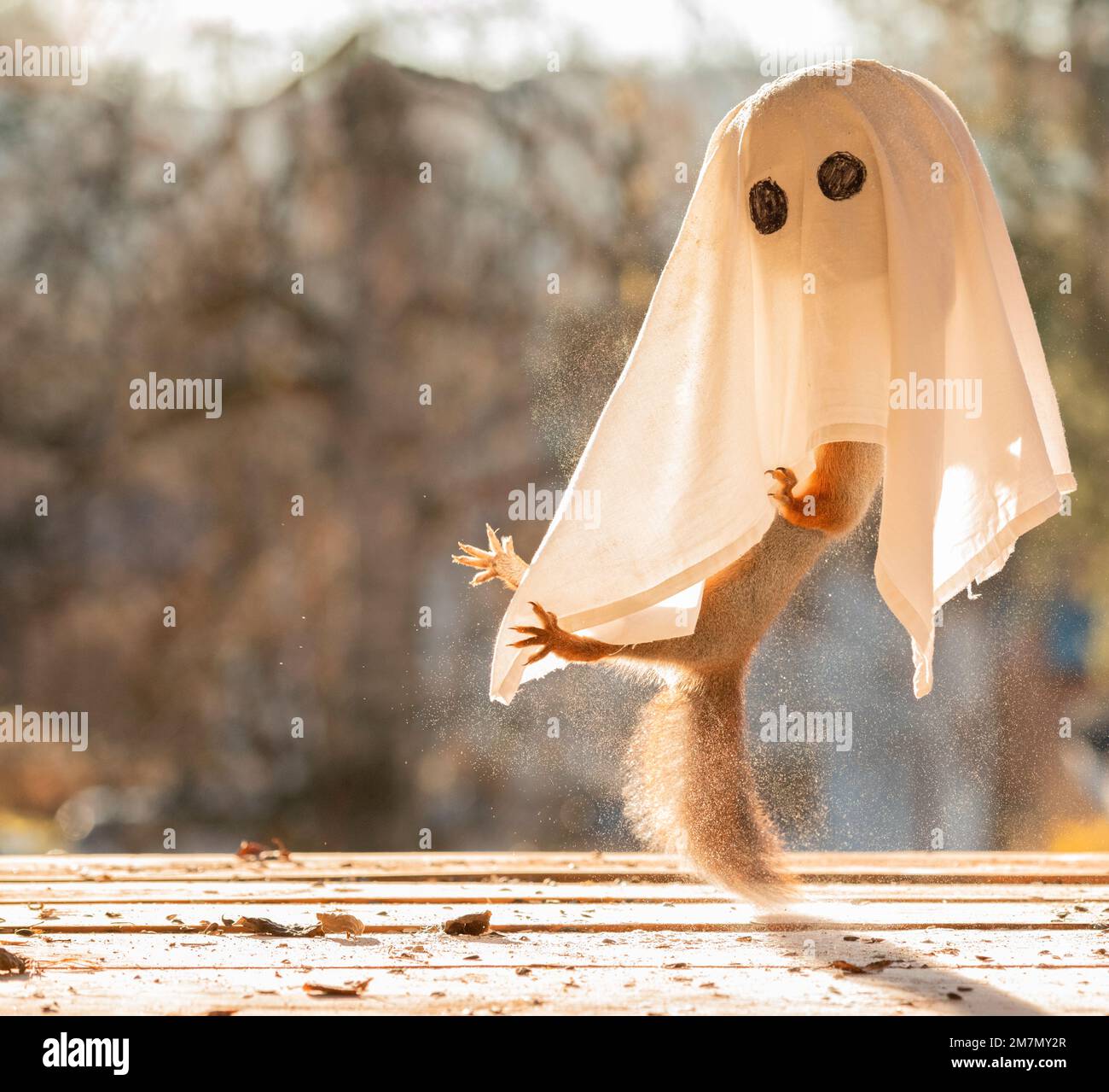 Squirrel farewell hi-res stock photography and images - Alamy