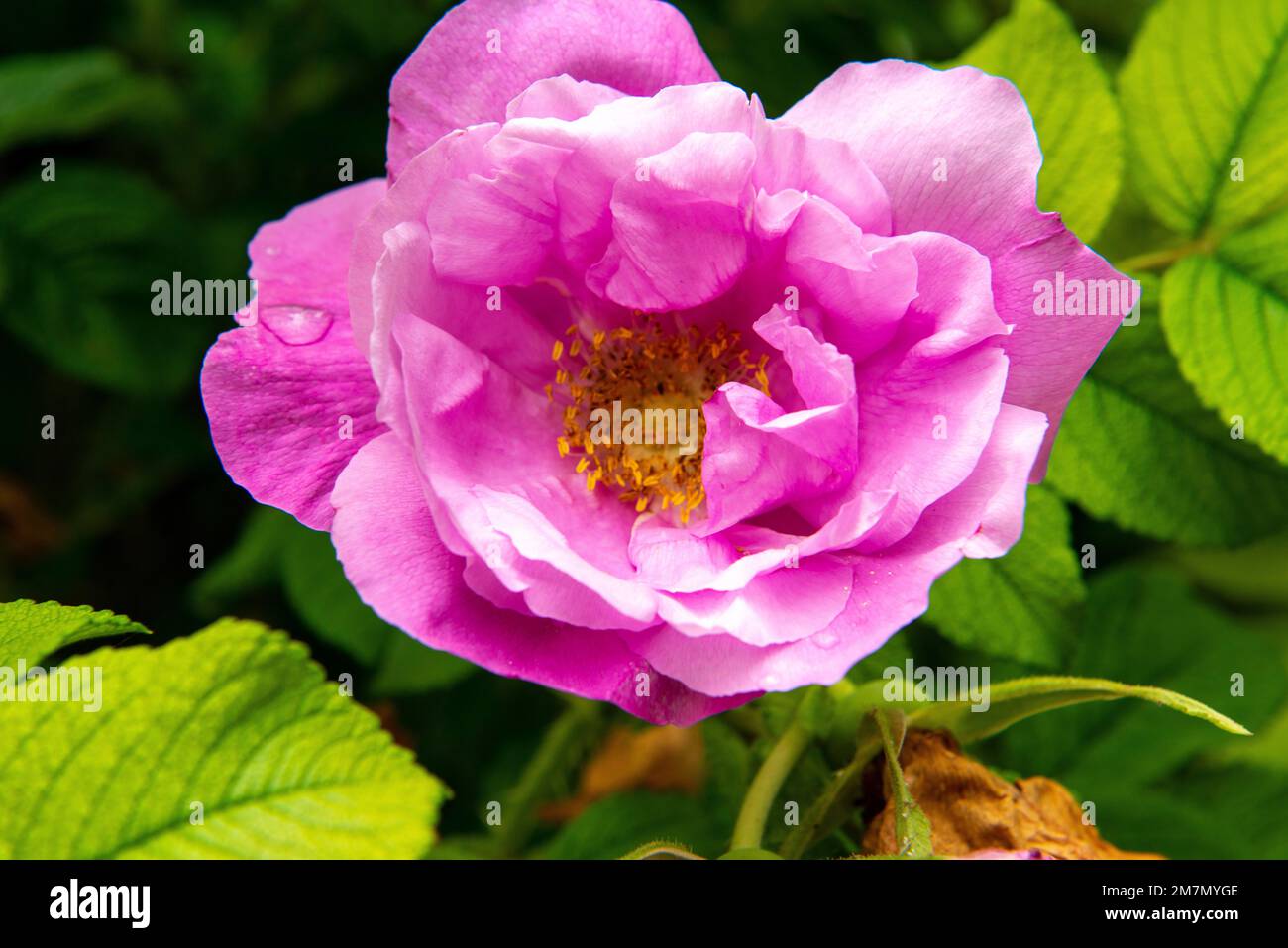 Roses, Rose, Flower, Buds, Wild rose Stock Photo - Alamy