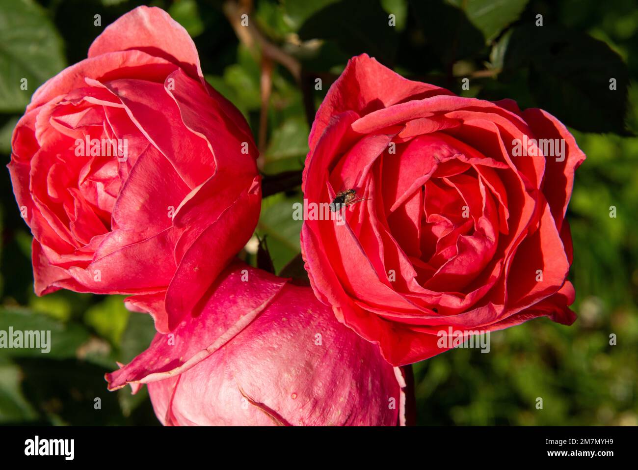 Rose with buds hi-res stock photography and images - Alamy