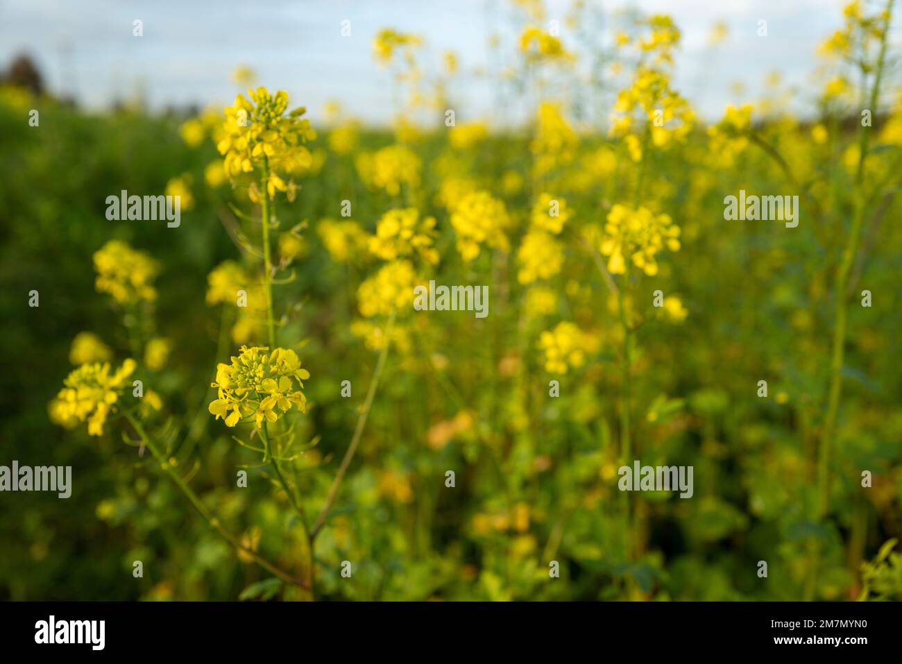 Mustard colours hi-res stock photography and images - Alamy