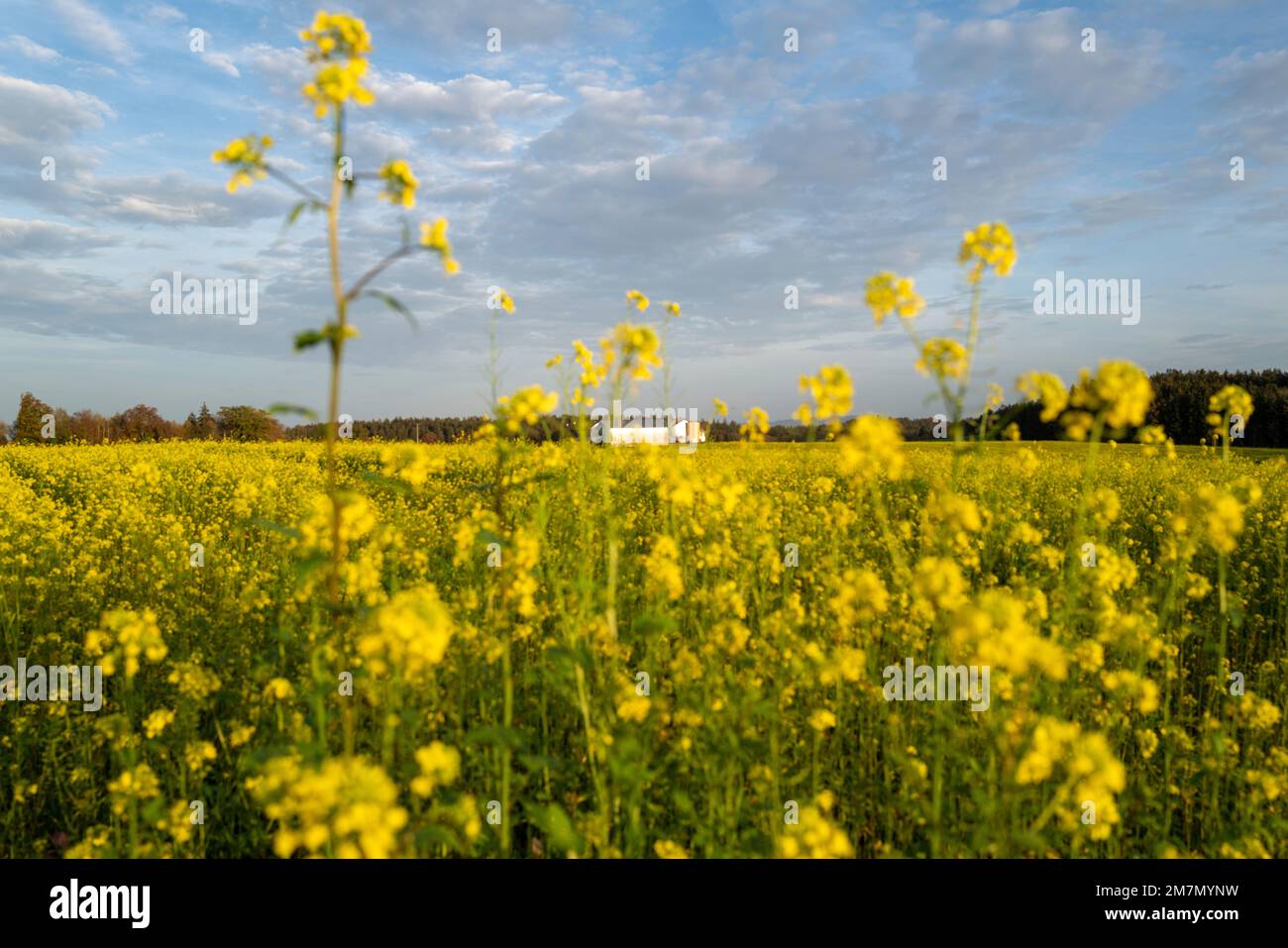 Yellow mustard plants hi-res stock photography and images - Alamy