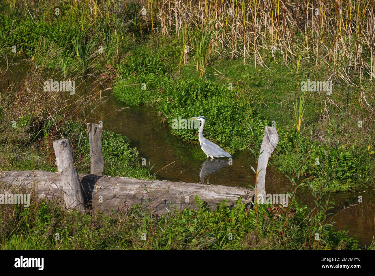 Grey heron, renaturalized Boye, tributary of the Emscher, Emscher ...