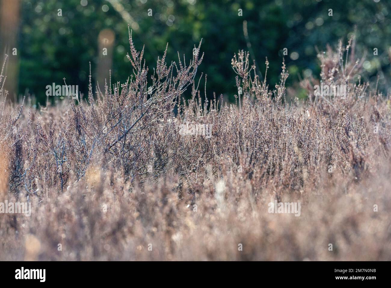 Landscape, spring, bavaria, heather bushes, moor landscape Stock Photo ...