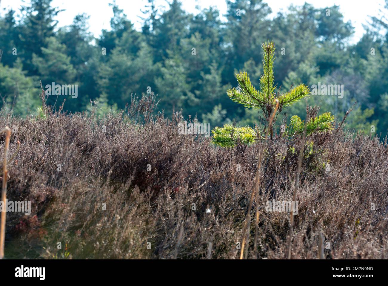 Landscape, spring, bavaria, heather bushes, moor landscape Stock Photo ...