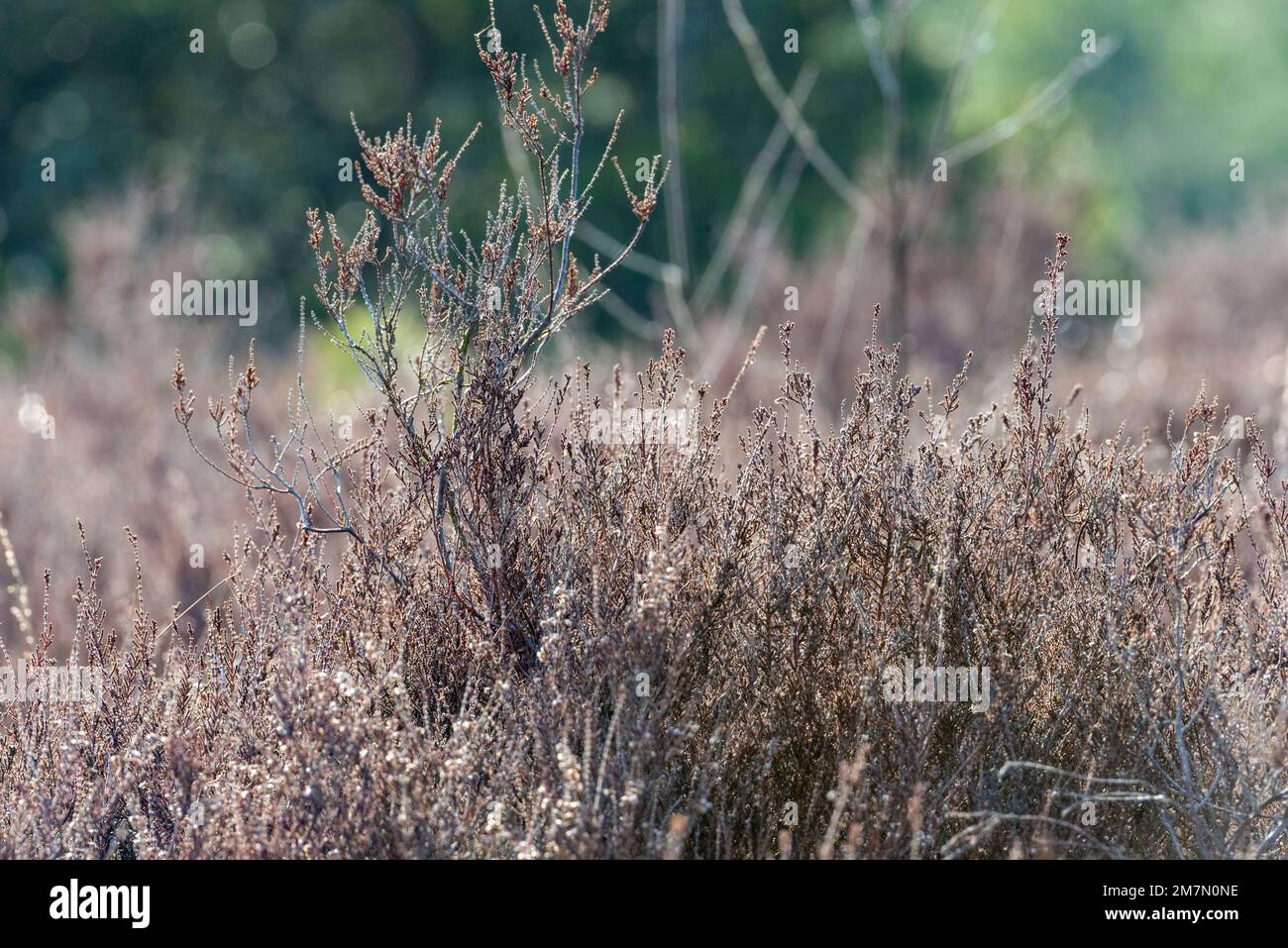 Landscape, spring, bavaria, heather bushes, moor landscape Stock Photo ...