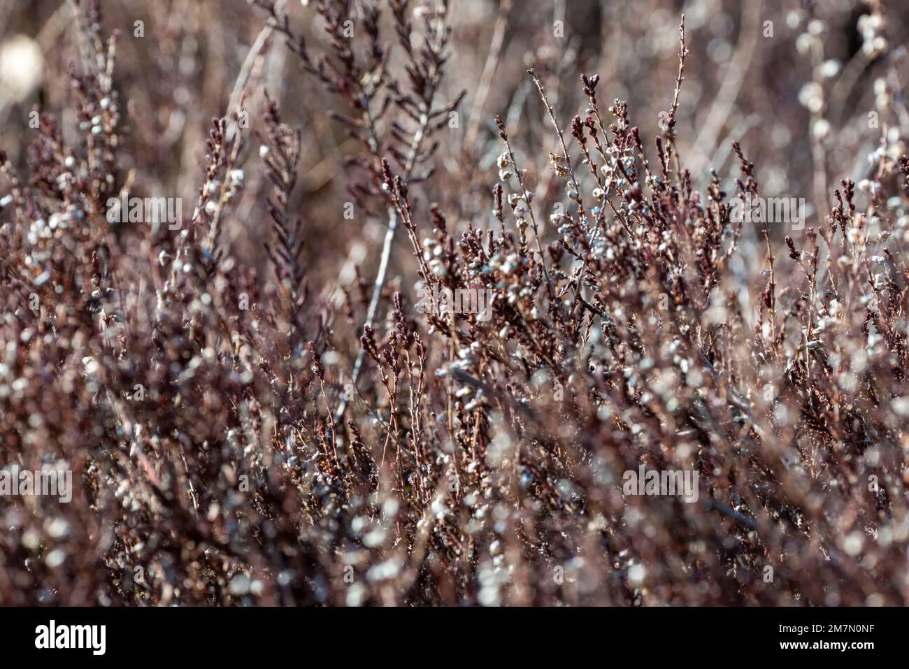 Landscape, spring, bavaria, heather bushes, moor landscape Stock Photo ...