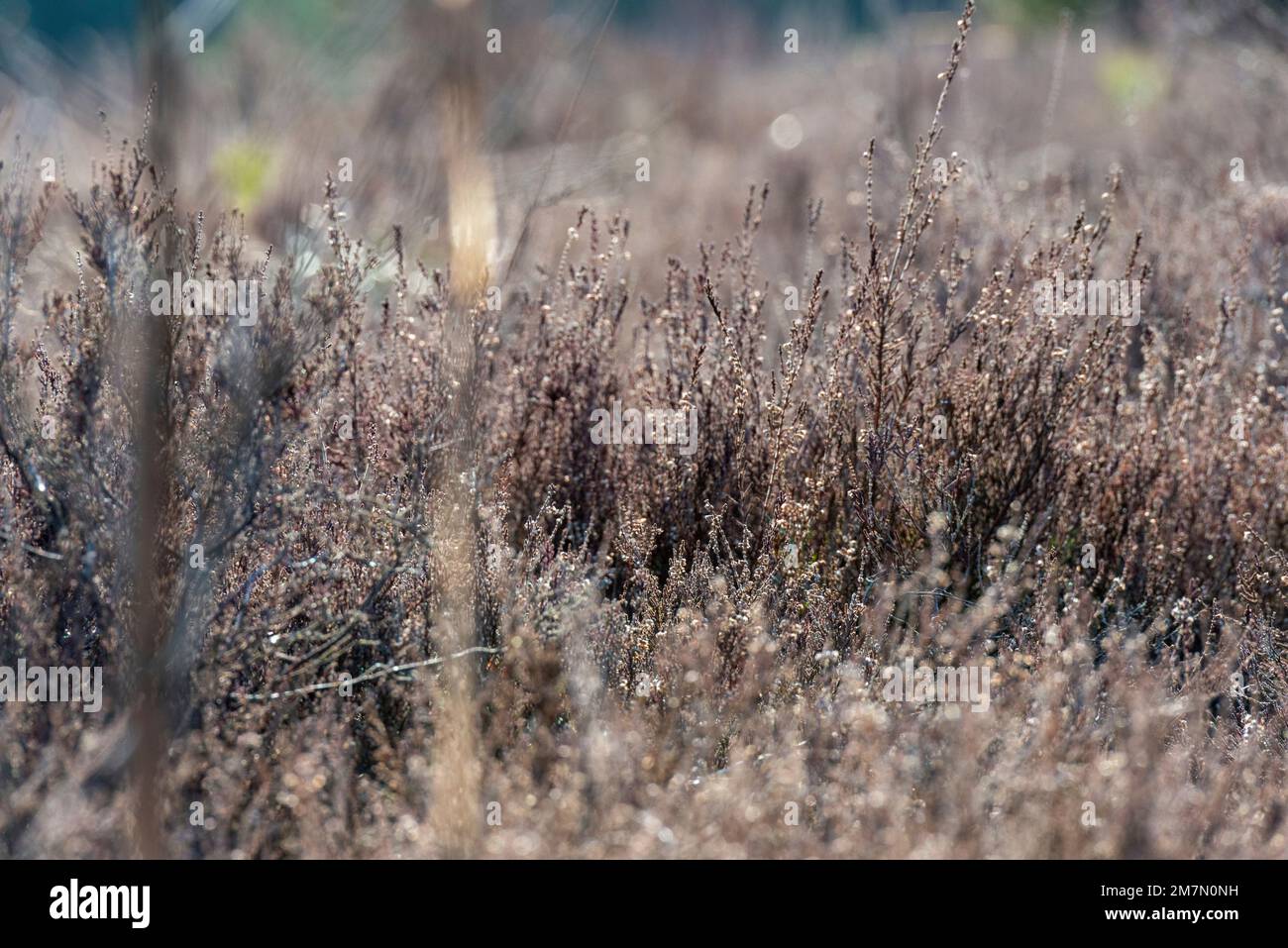 Heather flora landscape hi-res stock photography and images - Alamy