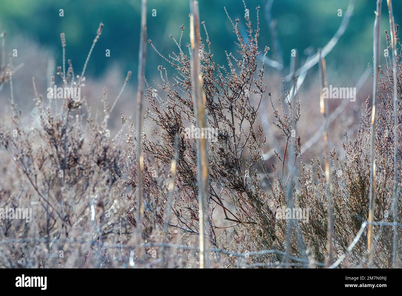 Landscape, spring, bavaria, heather bushes, moor landscape Stock Photo ...