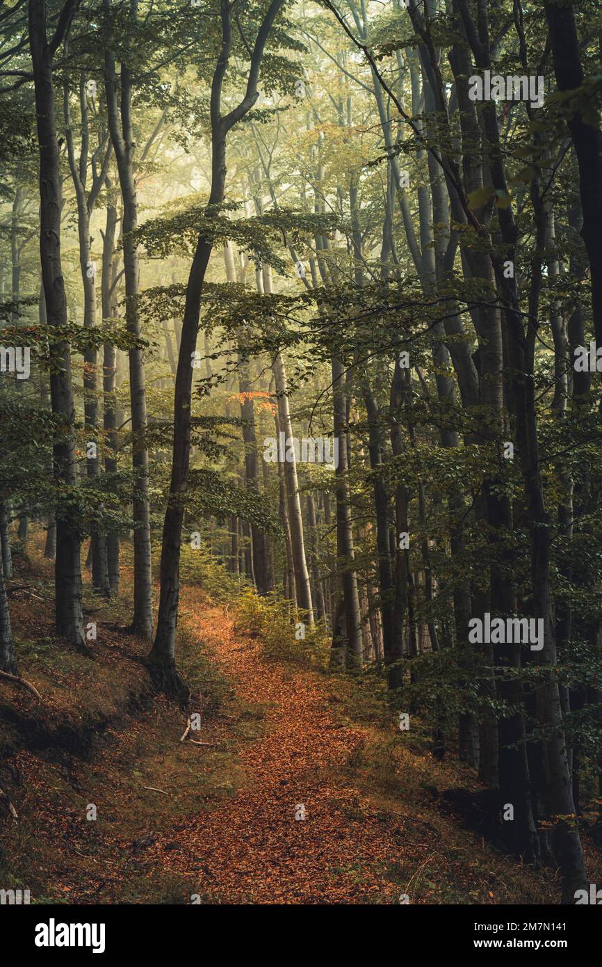 Habichtswald trail hi-res stock photography and images - Alamy