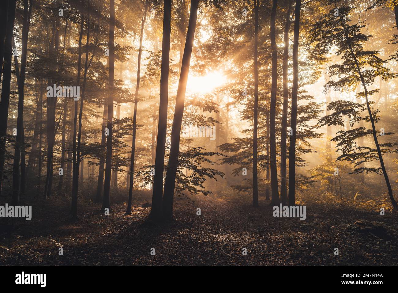 Sunlit forest on an autumn morning, forest path illuminated with sun rays, atmospheric Stock ...