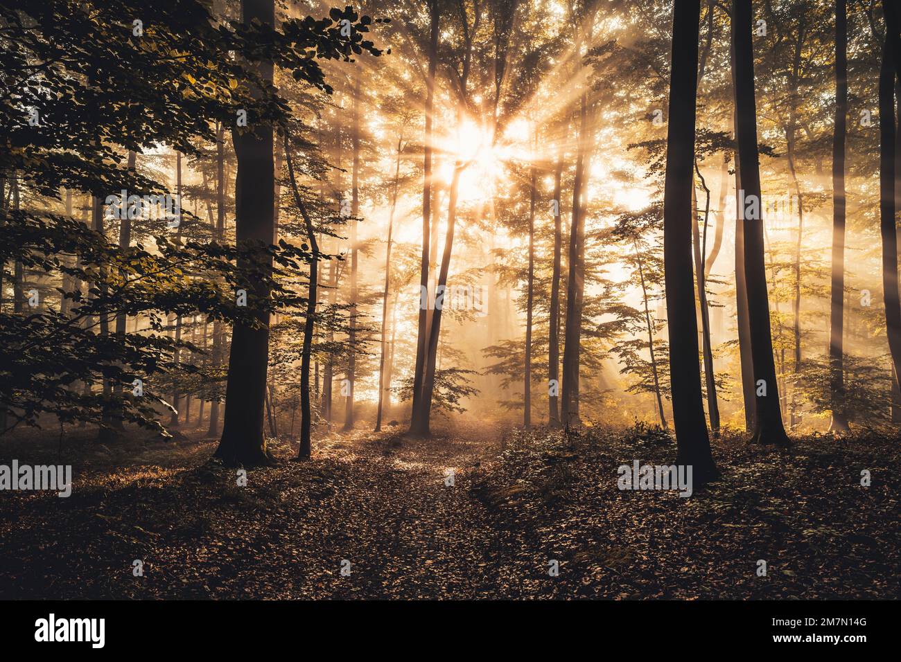 Sunlit forest on an autumn morning, forest path illuminated with sun ...