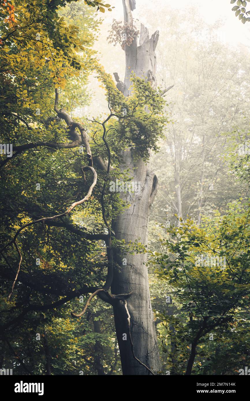 Single dead tree in foreground hi-res stock photography and images - Alamy